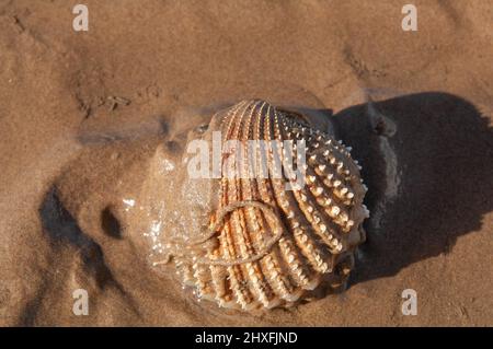 Spiny cockle exposed on sand at low tide, Dale, Pembrokeshire, Wales ...