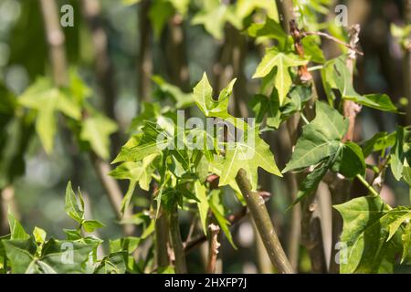 Closeup of Tree spinach or Chaya plants in the garden Stock Photo - Alamy