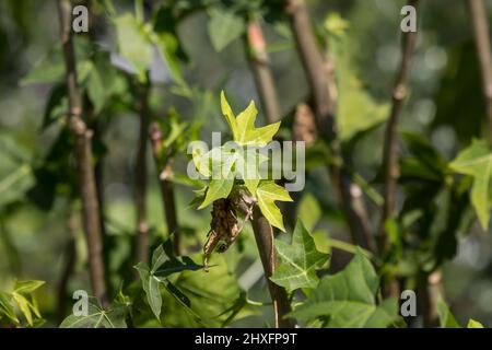 Closeup of Tree spinach or Chaya plants in the garden Stock Photo - Alamy