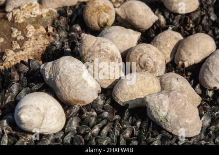 Dog whelks (Nucella lapillus) feeding on juvenile mussels (Mytilus ...