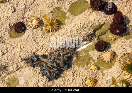 Common mussels and limpets in coralline algae covered rockpool, Wales ...