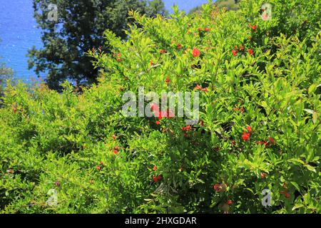 Fresh garnet flower on foliage background close-up Stock Photo - Alamy