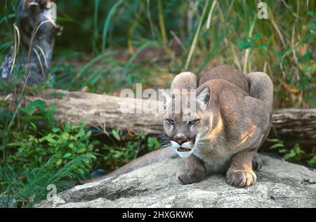 Female Cougar Puma concolor Felis concolor Positioned To Pounce On Predator At The North Carolina Zoo Stock Photo Alamy