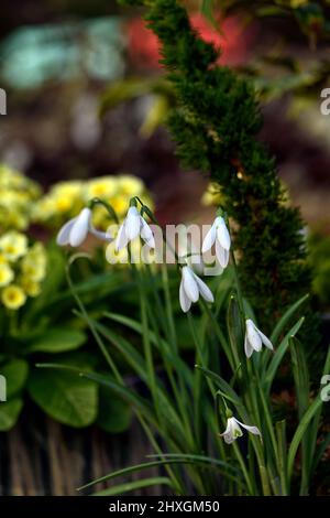 Galanthus display, hybrid snowdrop,hybrid snowdrops,spring flower ...