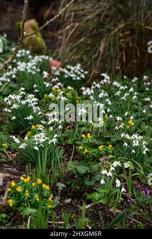 Galanthus display, hybrid snowdrop,hybrid snowdrops,spring flower ...