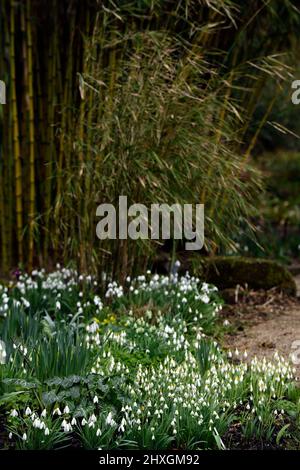 Galanthus display, hybrid snowdrop,hybrid snowdrops,spring flower ...