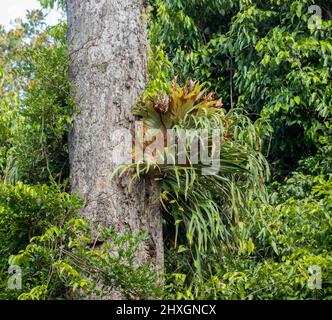 Elkhorn fern (Platycerium bifurcatum) on left and nest fern (Asplenium ...