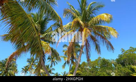 Wonderful Carribean Palm trees moving in the wind Stock Photo - Alamy