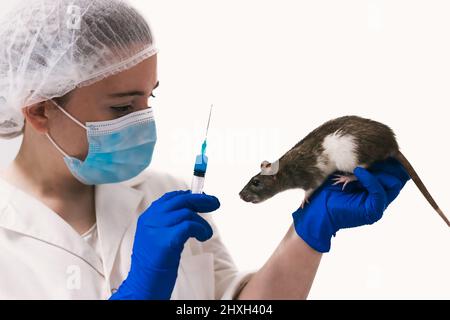 Woman preparing to give a rat an injection Stock Photo - Alamy
