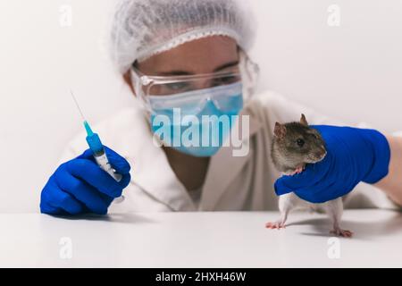 Woman preparing to give a rat an injection Stock Photo - Alamy