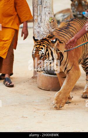 Tiger on a leash, Tiger Temple, Kanchanaburi, Thailand Stock Photo - Alamy