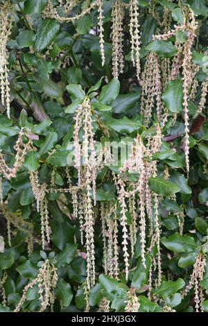 Garrya elliptica, a bushy evergreen shrub native to California and ...