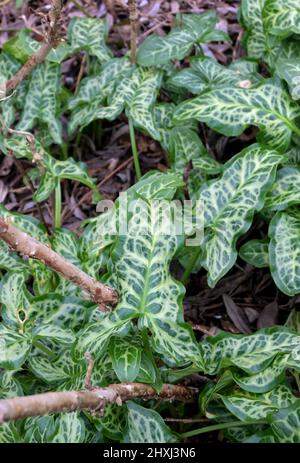 Variegated leaves / foliage of Arum italicum - Italian Lords and Ladies ...