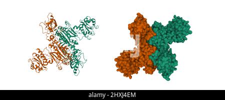 Aspartyl-tRNA synthetase protein molecule. Molecular model showing ...