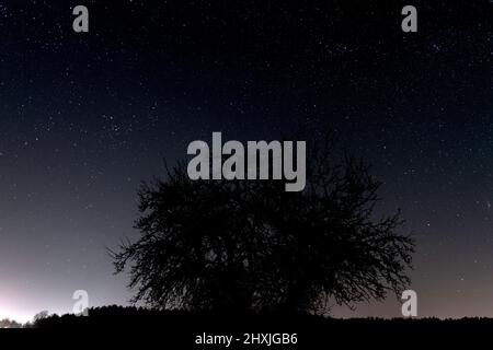 A vast plain. Lonely leafless tree at night. The sky is cloudless and ...