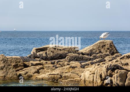 Beautiful coast of Ploemeur, Brittany, France Stock Photo - Alamy