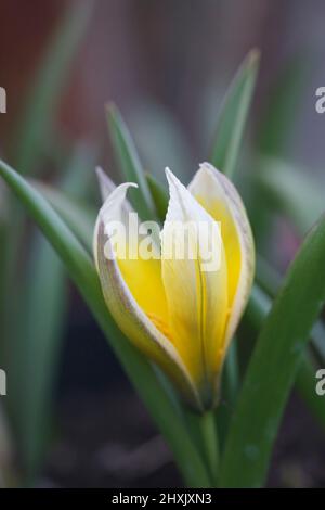 Tulip Species Botanical Stock Photo - Alamy