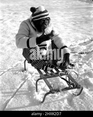 A Chimpanzee at Twycross Zoo wrapped up from the cold while posed on a ...