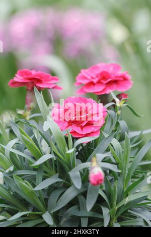 Dianthus / Pinks - Close up flower detail Stock Photo - Alamy
