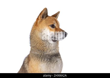 Shiba side profile Stock Photo - Alamy