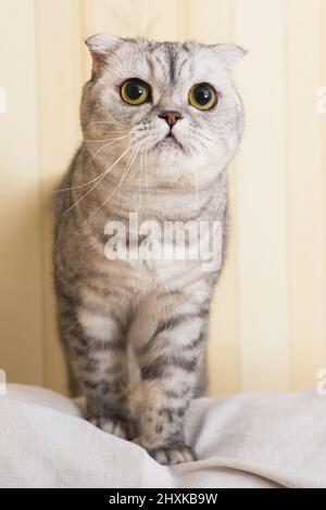 Cute Scottish Fold cat in bunny ears with Easter rabbits and roses at ...