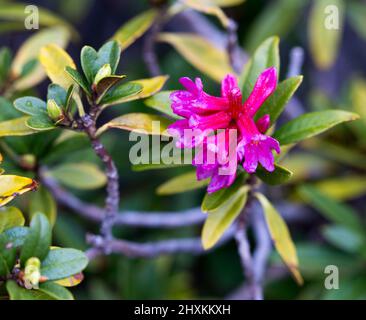 Close up photo of alpenrose flower in Italy Stock Photo - Alamy