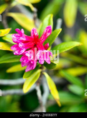 Close up photo of alpenrose flower in Italy Stock Photo - Alamy
