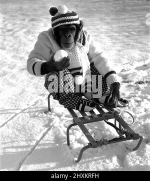 A Chimpanzee at Twycross Zoo wrapped up from the cold while posed on a ...