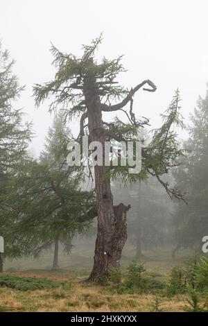 huge old larch tree in mist on alpine pasture Stock Photo - Alamy