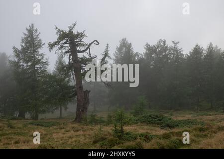 huge old larch tree in mist on alpine pasture Stock Photo - Alamy