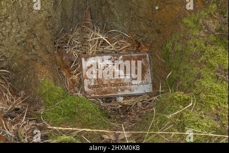 Coronation oak tree planted to commemorate the crowning of King George ...