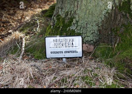 Coronation oak tree planted to commemorate the crowning of King George ...