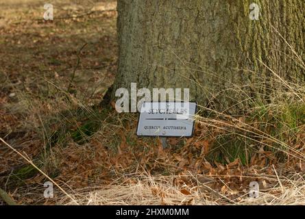 Coronation oak tree planted to commemorate the crowning of King George ...