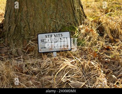 Coronation oak tree planted to commemorate the crowning of King George ...