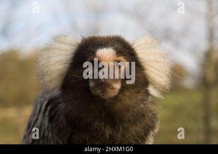Common Marmoset enclosure, Manor House Wildlife Park, Pembrokeshire ...