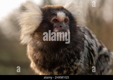 Common Marmoset enclosure, Manor House Wildlife Park, Pembrokeshire ...