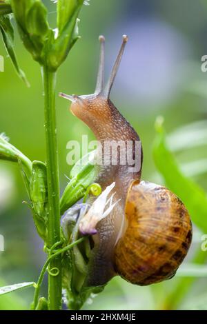 Amazing little cute flower close up Stock Photo - Alamy