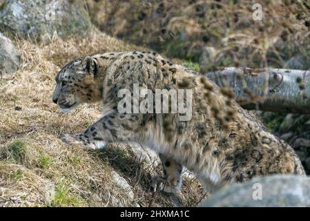 Snow leopard, Panthera uncia, also known as the ounce sitting against ...