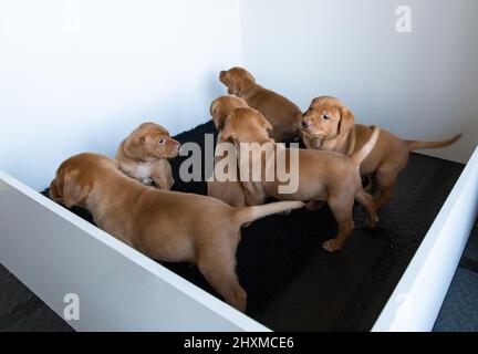 Fox Red Labrador puppies in a whelping box Stock Photo - Alamy