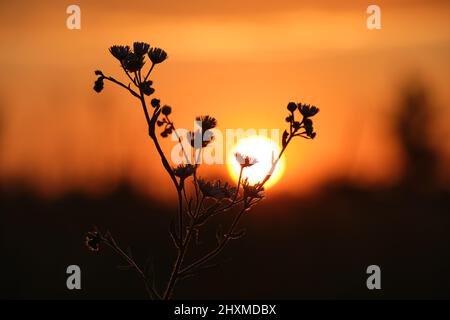 Dark silhouettes of wild flowers against bright colorful sunset sky ...