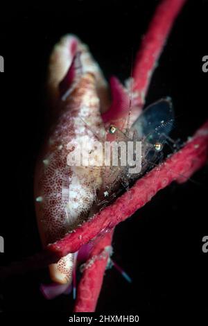 Simnia spelta sea snail and Periclimenes scriptus shrimp on Leptogorgia ...