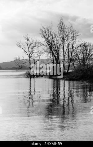 Symmetric skeletal trees reflections on a lake with perfectly still ...