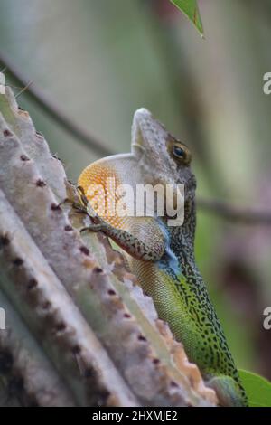Anolis leachii, the Antigua Bank tree anole, or panther anole, is a ...