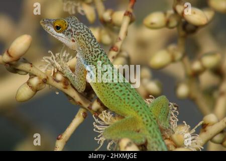 Anolis leachii, the Antigua Bank tree anole, or panther anole, is a ...
