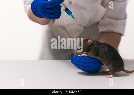 Woman preparing to give a rat an injection Stock Photo - Alamy