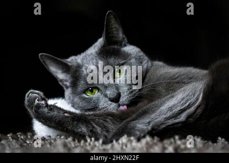 Cute russian blue purebreed cat grooming itself on carpet close up ...