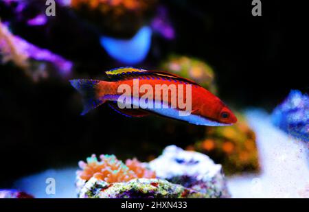 Ruby Longfin Fairy Wrasse - (Cirrhilabrus rubeus Stock Photo - Alamy
