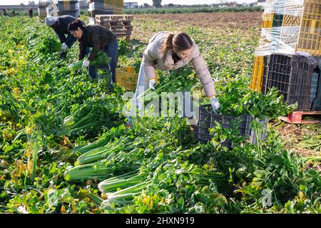Woman harvesting celery with co-workers on plantation Stock Photo - Alamy