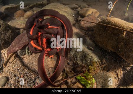 Mating Red Bellied Newts Taricha Rivularis Form An Underwater Ball Of