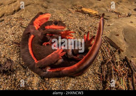 Mating red bellied newts (Taricha rivularis) form an underwater ball of ...